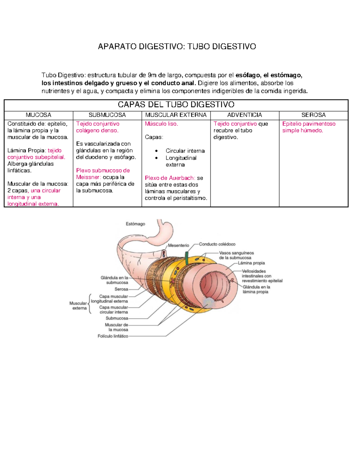 Aparato Digestivo (TUBO Digestivo) - APARATO DIGESTIVO: TUBO DIGESTIVO ...