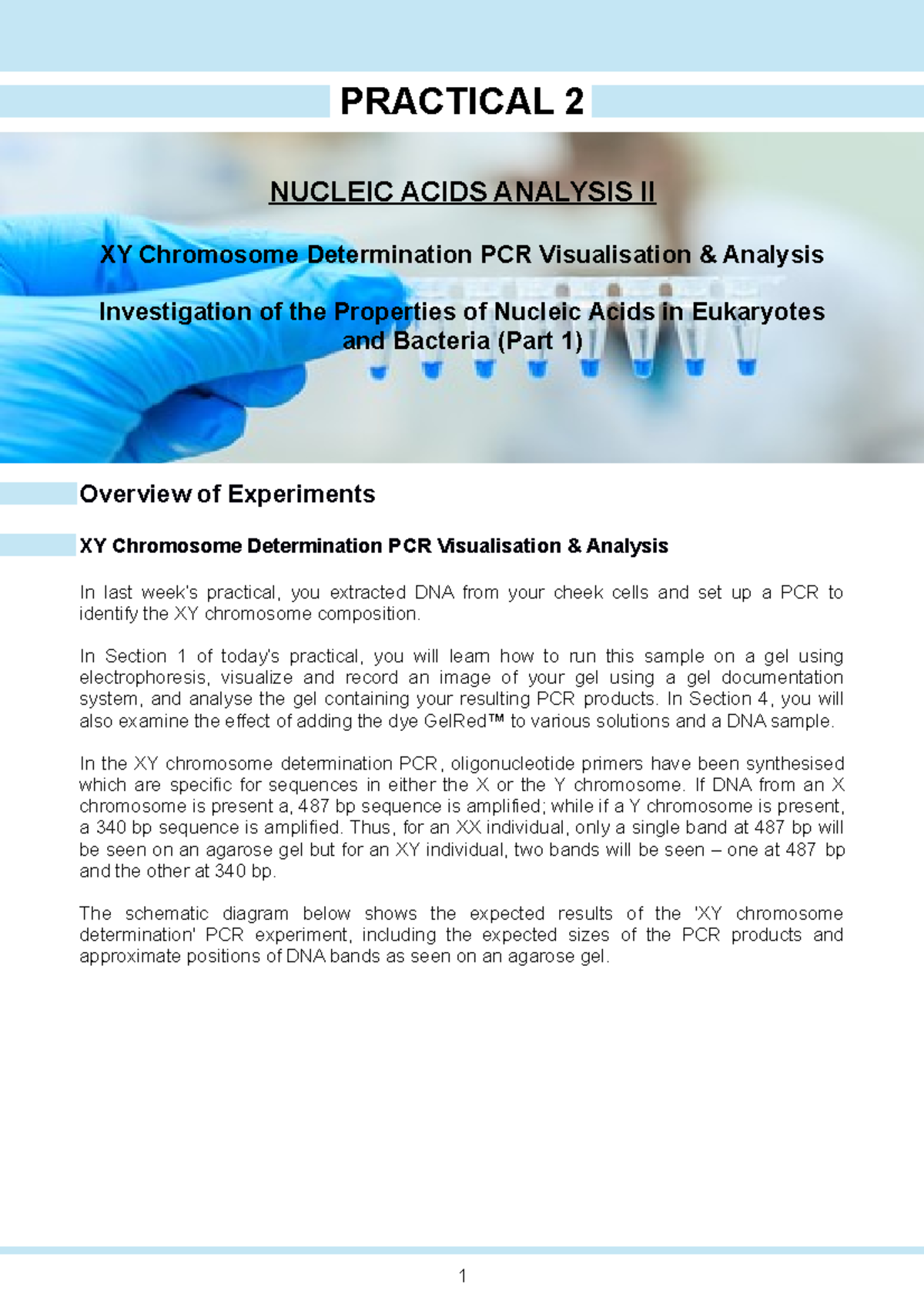 BIOC2201 Prac 2 - Prac notes for the second prac - PRACTICAL 2 NUCLEIC ...