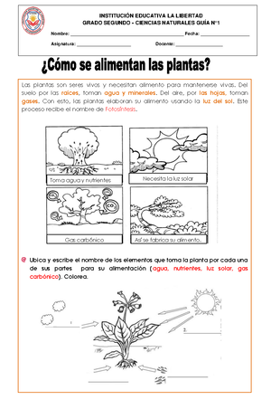 Ficha de La Fotosintesis para Segundo de Primaria - Busca en la sopa de ...