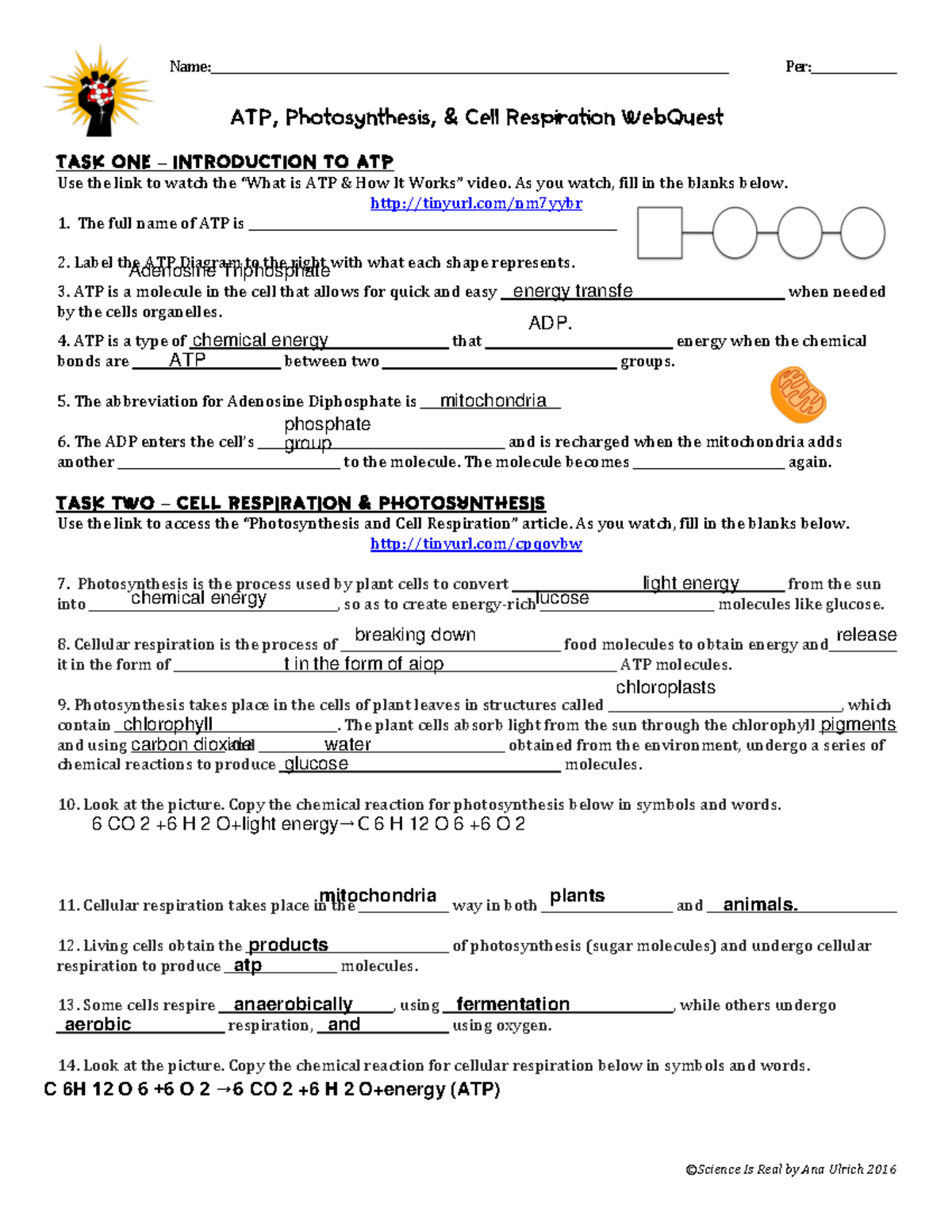 Photosynthesis and Cellual Respiration - ©Science Is Real by Ana Ulrich ...
