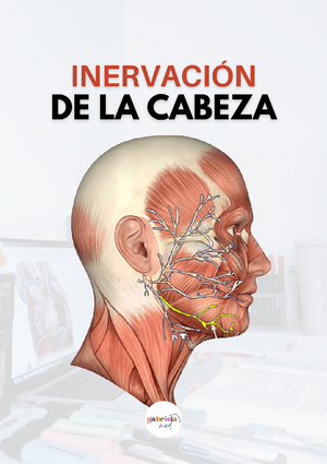 Sistema-Muscular - PDF sobre el sistema muscular origen, función ...