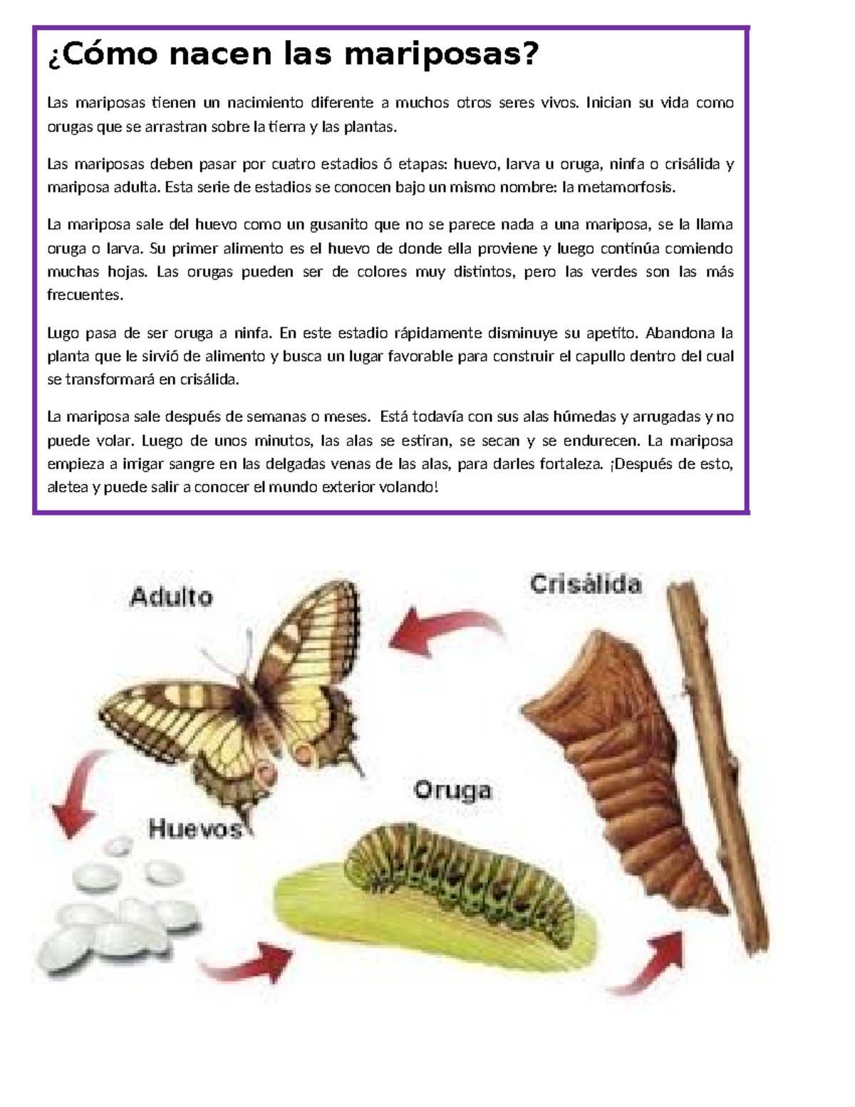 Tipos de mariposas - ¿Cómo nacen las mariposas? Las mariposas tienen un ...