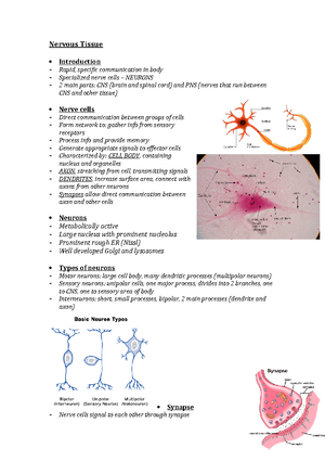 Blood Cells - Pluripotential stem cells any type of BC 2 ...