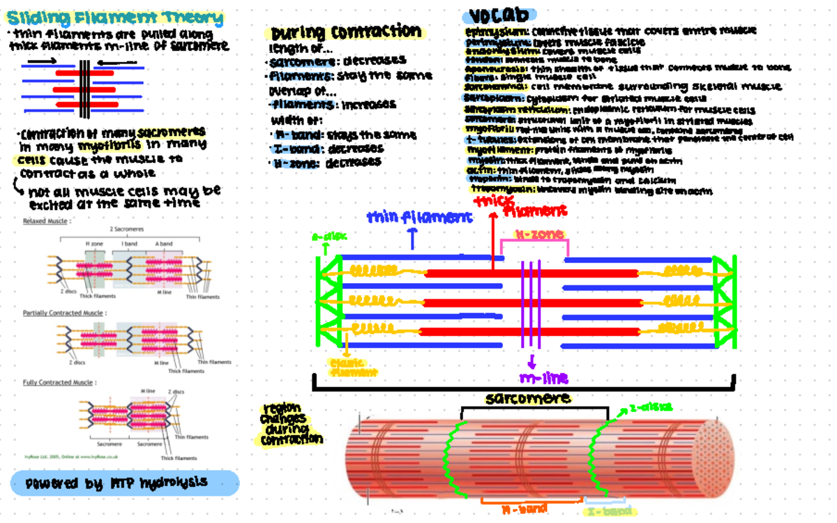 Sliding filament theory - Sliding Filament Theory VOCaD · thin ...