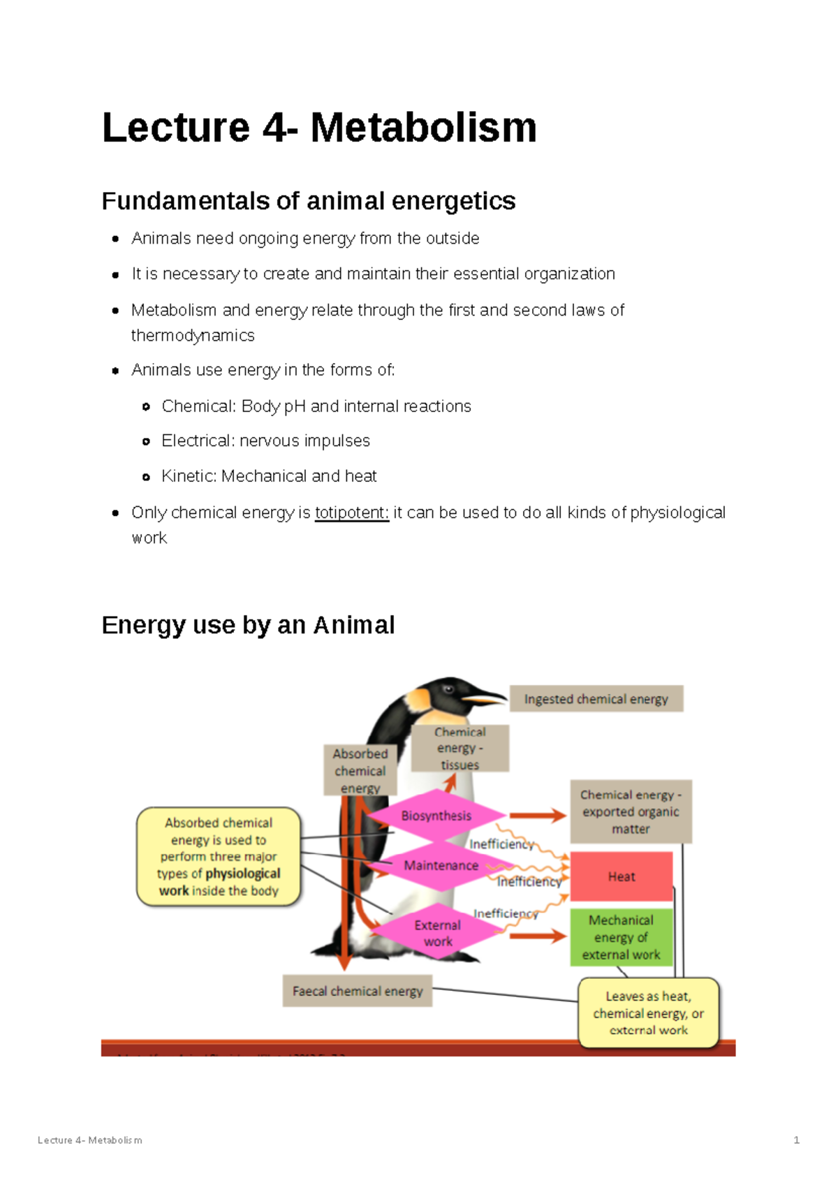 ZOOL20006 Metabolism Lecture Notes - Lecture 4- Metabolism Fundamentals ...