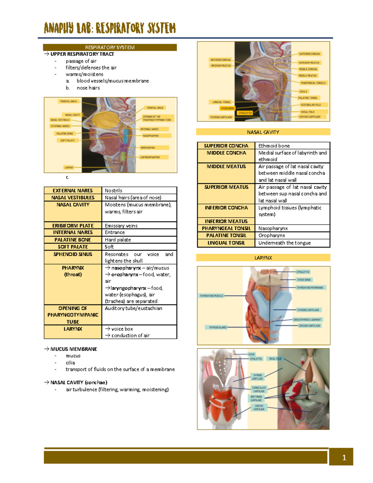 Anaphy-LAB- Respiratory - : 1 RESPIRATORY SYSTEM → UPPER RESPIRATORY ...