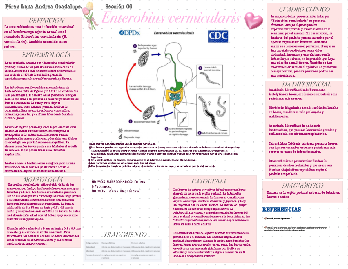Enterobius vermicularis - vermicularis), también conocido como oxiuro ...