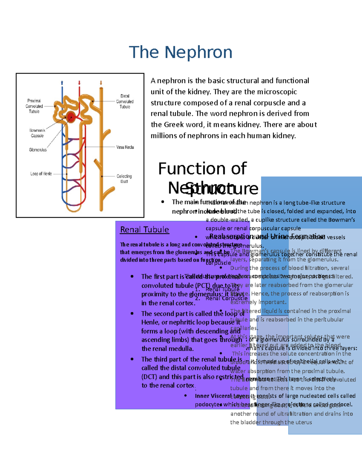 The Nephron - Knauss class - The Nephron A nephron is the basic ...