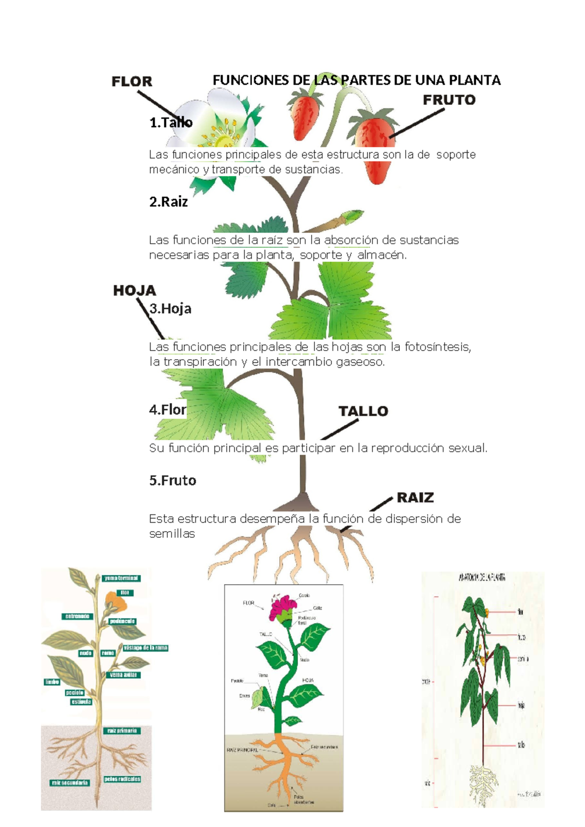 Biologia A - FUNCIONES DE LAS PARTES DE UNA PLANTA 1 Las funciones ...