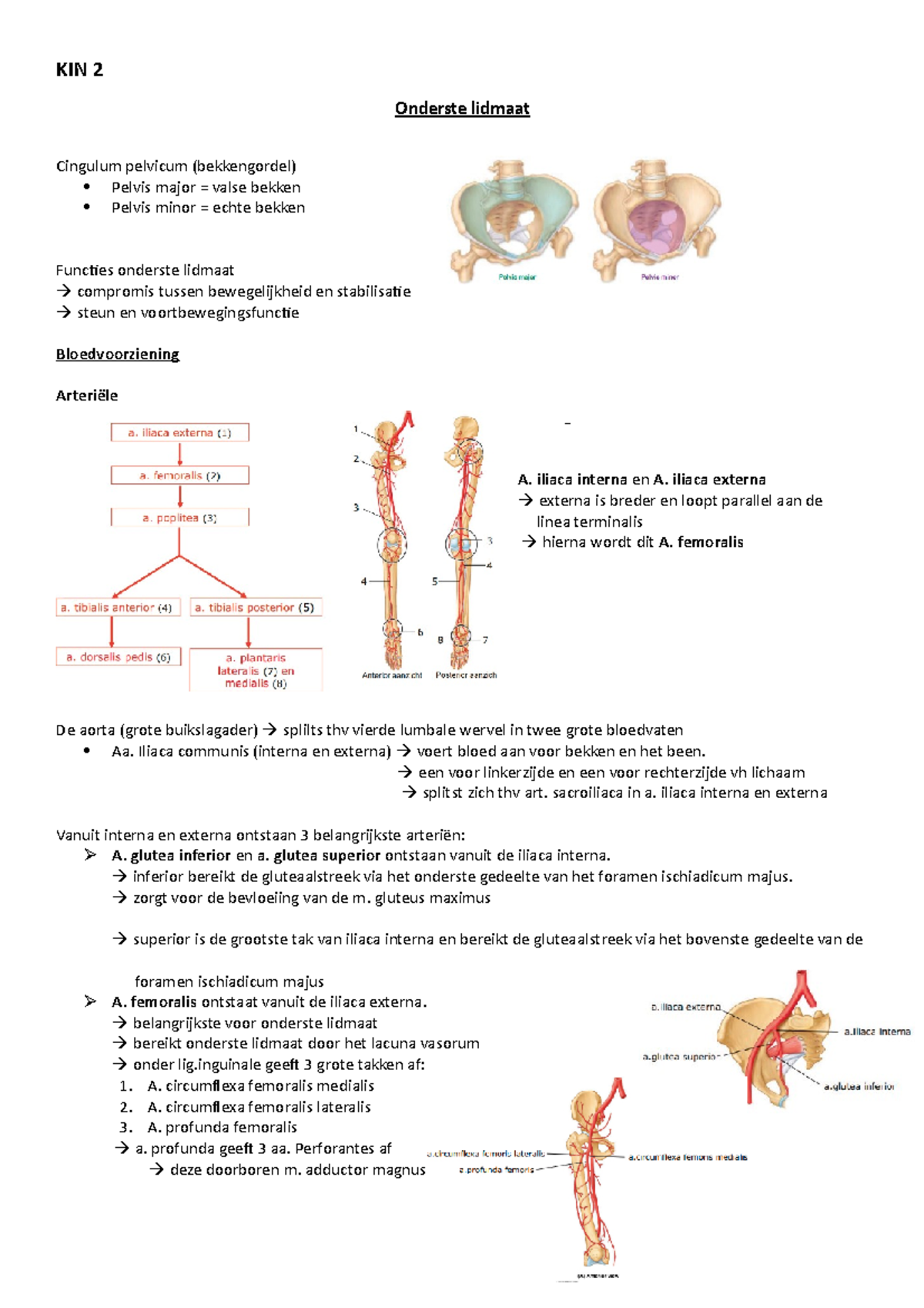KIN 2 samenvatting - kinesiologie deel 2 - KIN 2 Onderste lidmaat ...