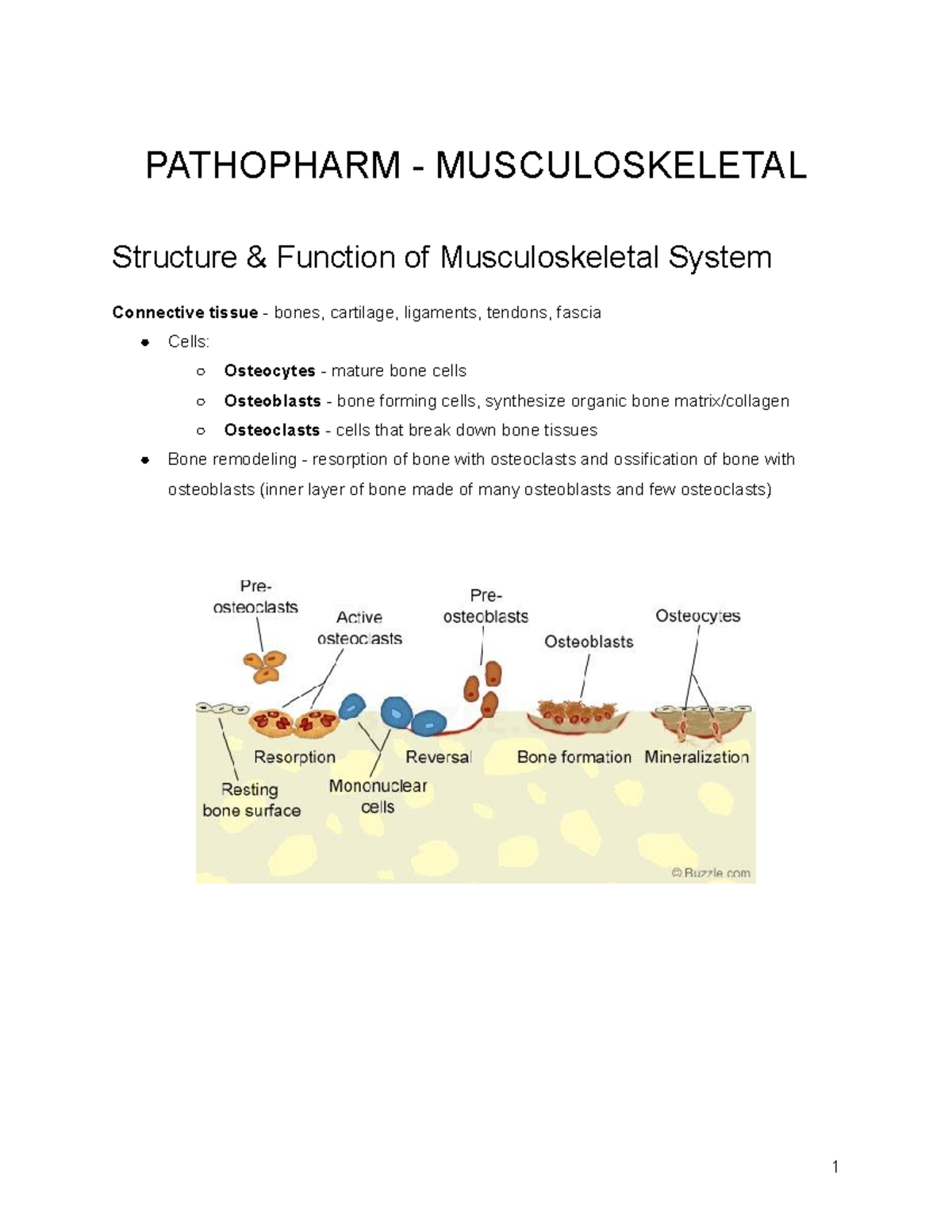 Pathopharm - Musculoskeletal - PATHOPHARM - MUSCULOSKELETAL Structure ...
