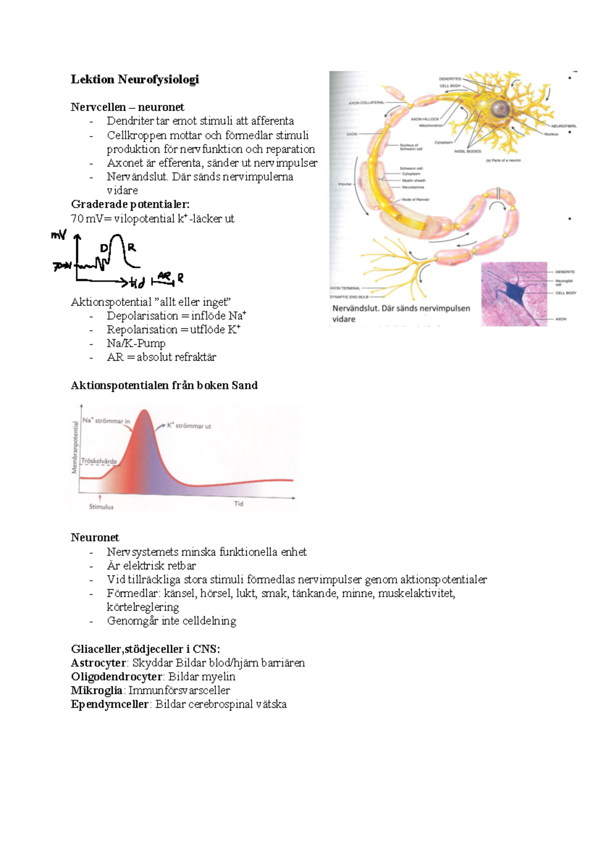Lektionsanteckningar Neurofysiologi - Lektion Neurofysiologi Nervcellen ...