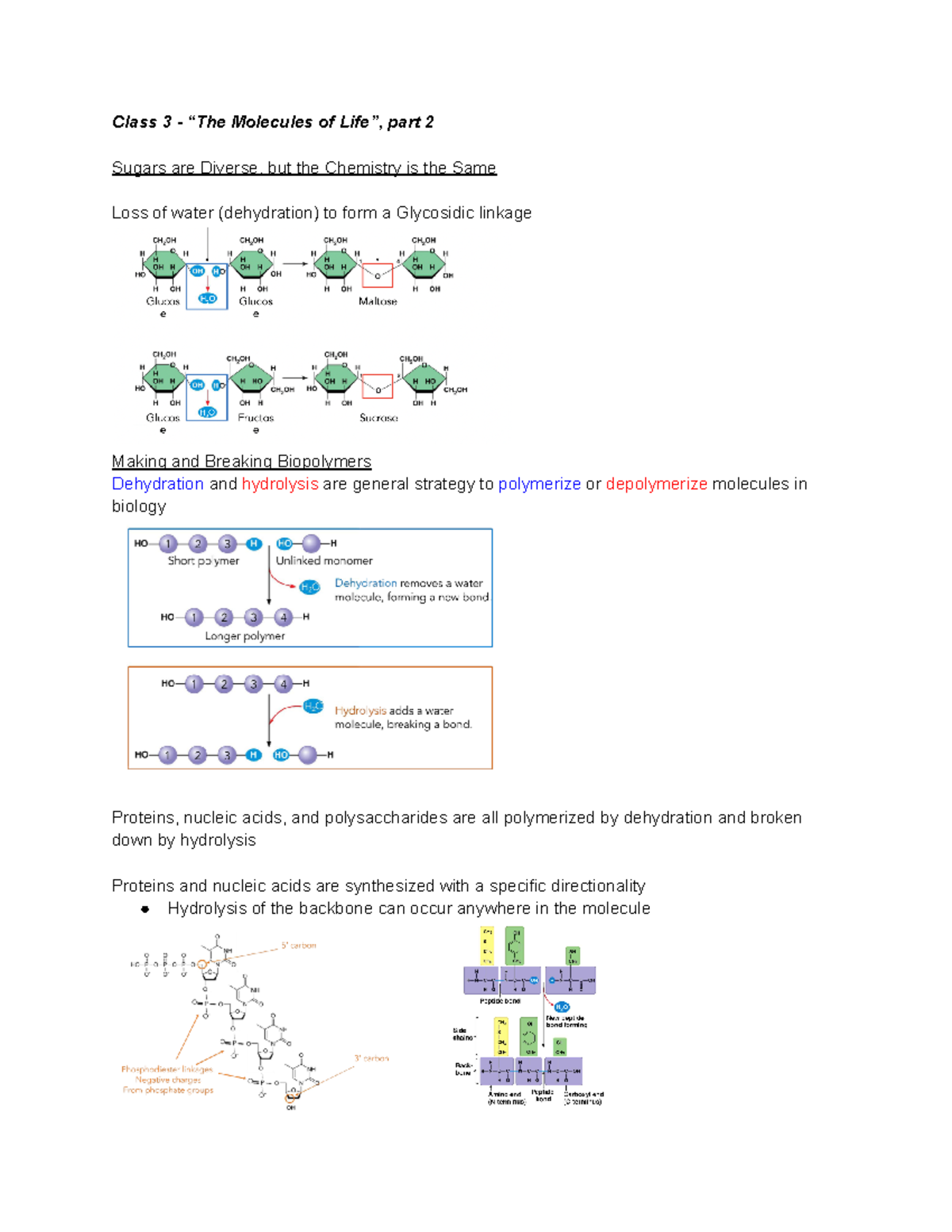 Lecture #3 Notes - Class 3 - “The Molecules of Life”, part 2 Sugars are ...