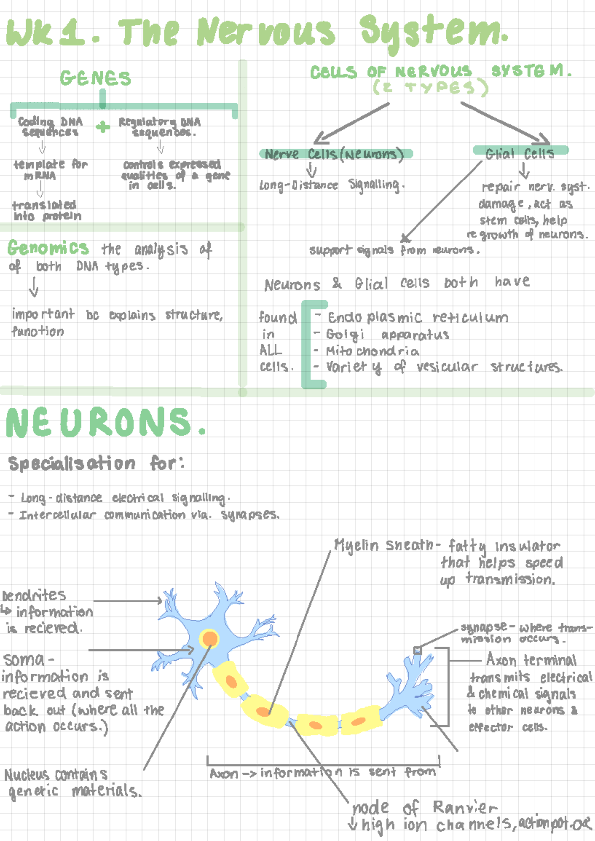 Week 1 Summary notes - Intro to the nervous system, and basic anatomy ...