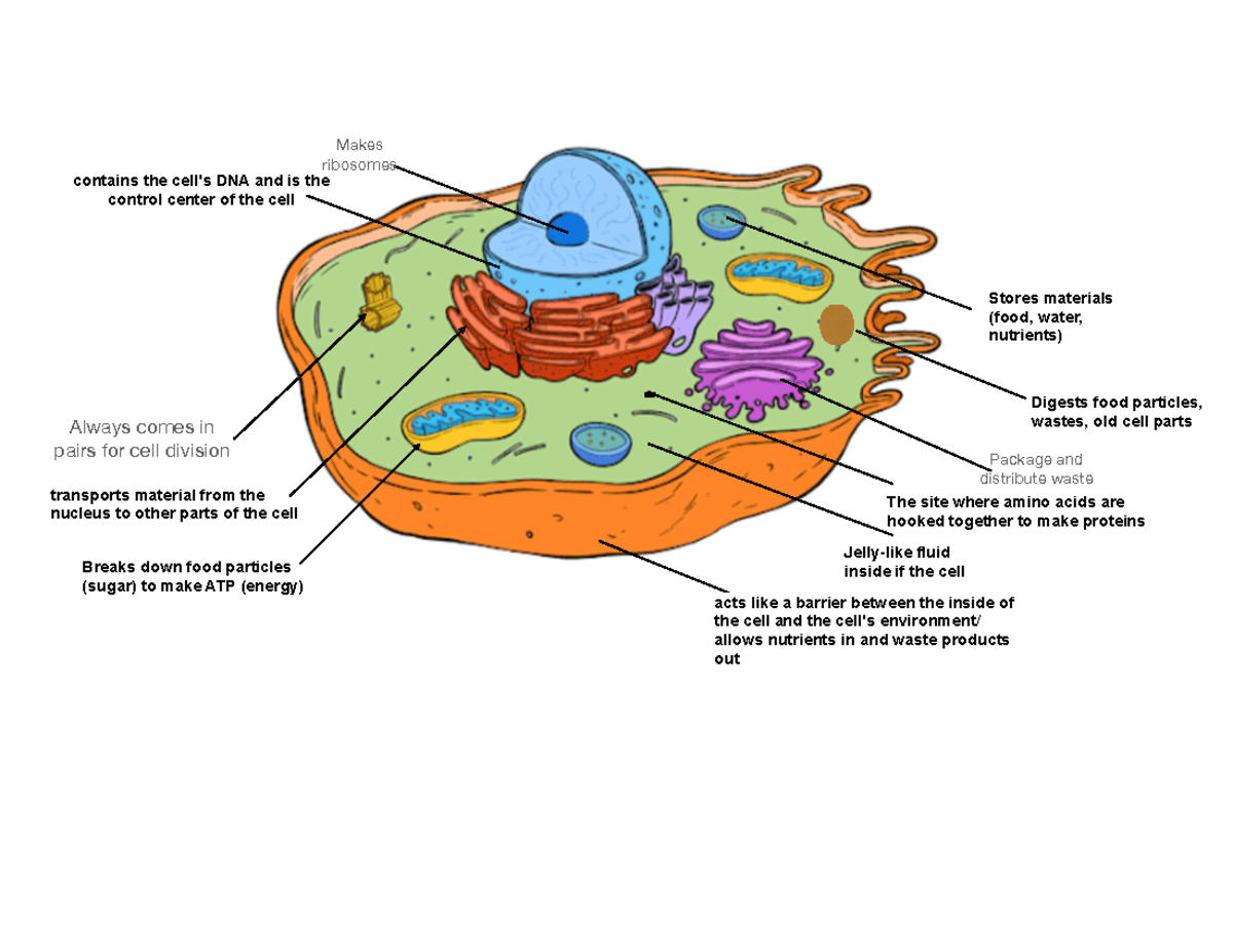 Cell Parts matching Activity 2022 - Stores materials (food, water ...
