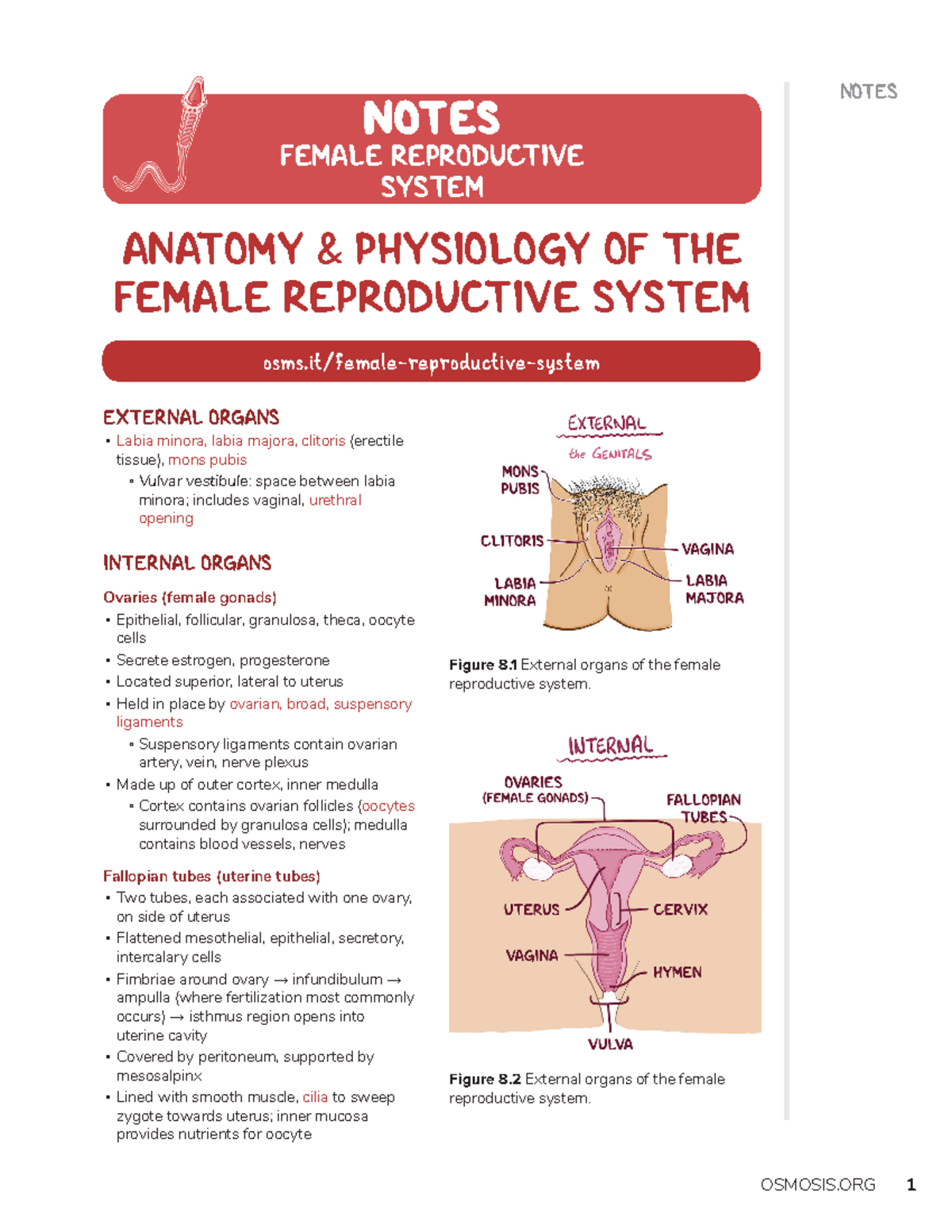 1.Female reproductive system - NOTES osms/female-reproductive-system ...
