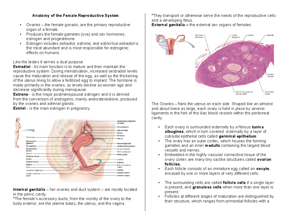 Anatomy of the Female Reproductive System - Produces the female gametes ...