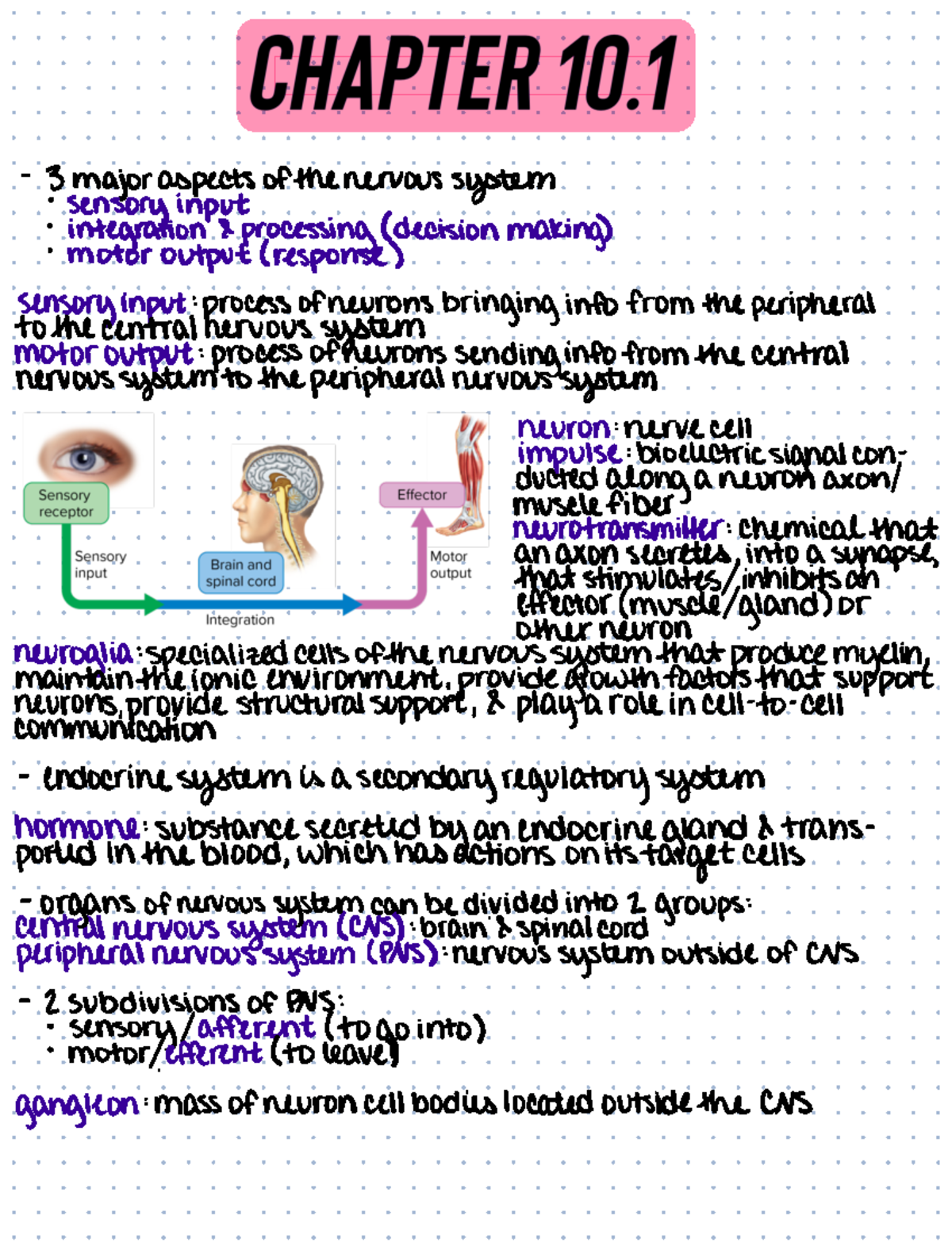 Chapter 10 Nervous System I - 3 major aspects ofthe nervous system ...