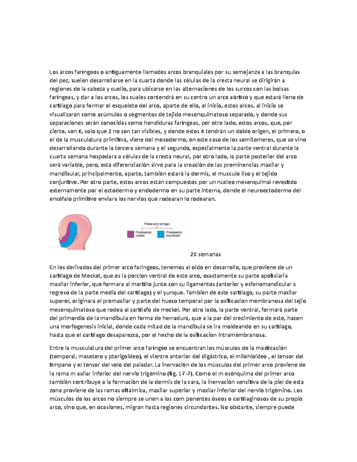 Los arcos faríngeos o antiguamente llamados arcos branquiales por su ...