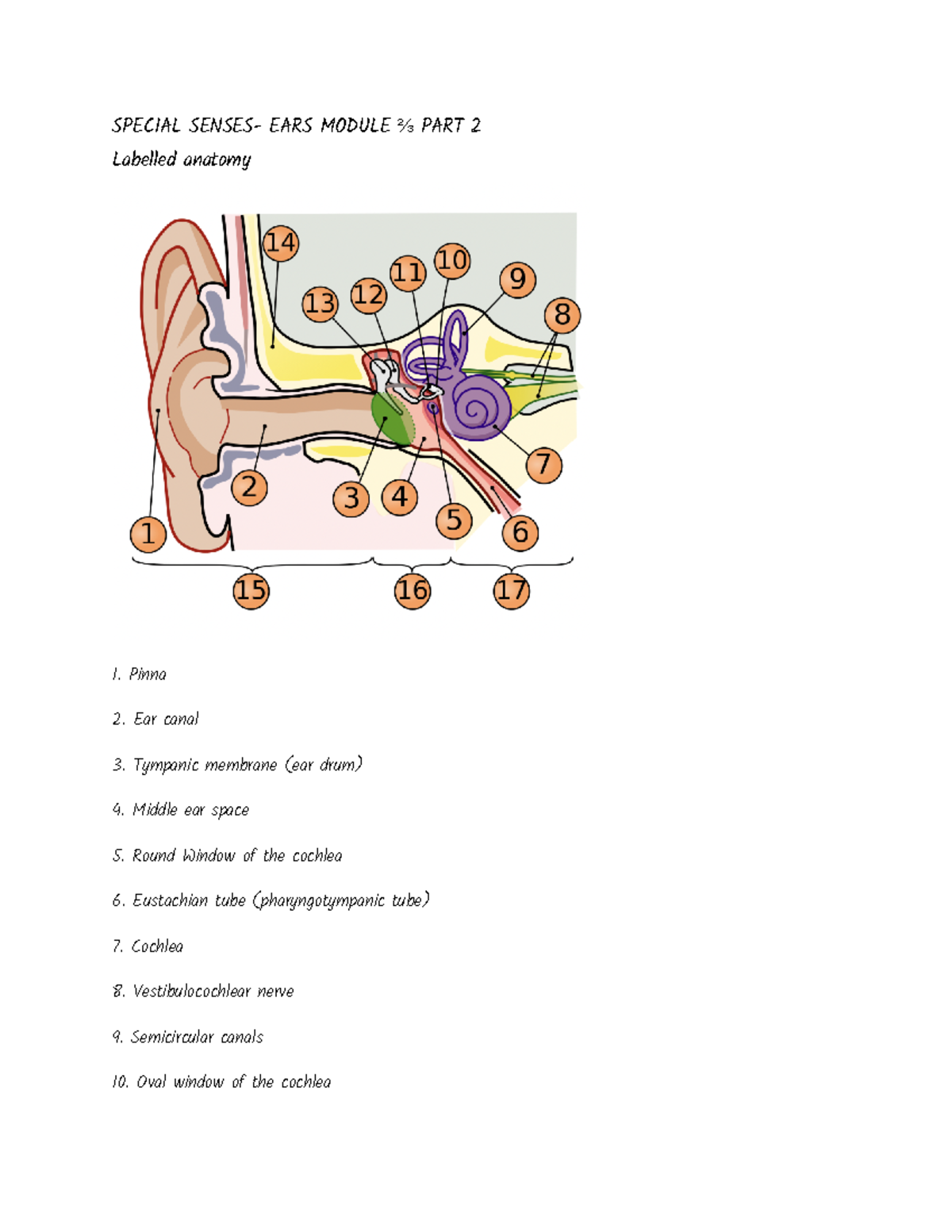 EARS - ..... - SPECIAL SENSES- EARS MODULE ⅔ PART 2 Labelled anatomy 1 ...