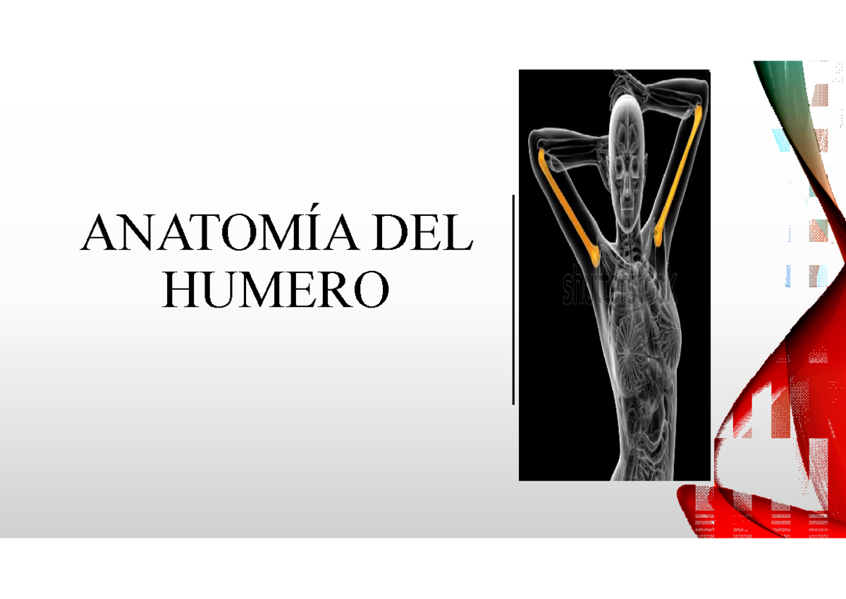 Anatomia - ANATOMÍA DEL HUMERO ANATOMÍA DEL HUMERO El húmero es el ...