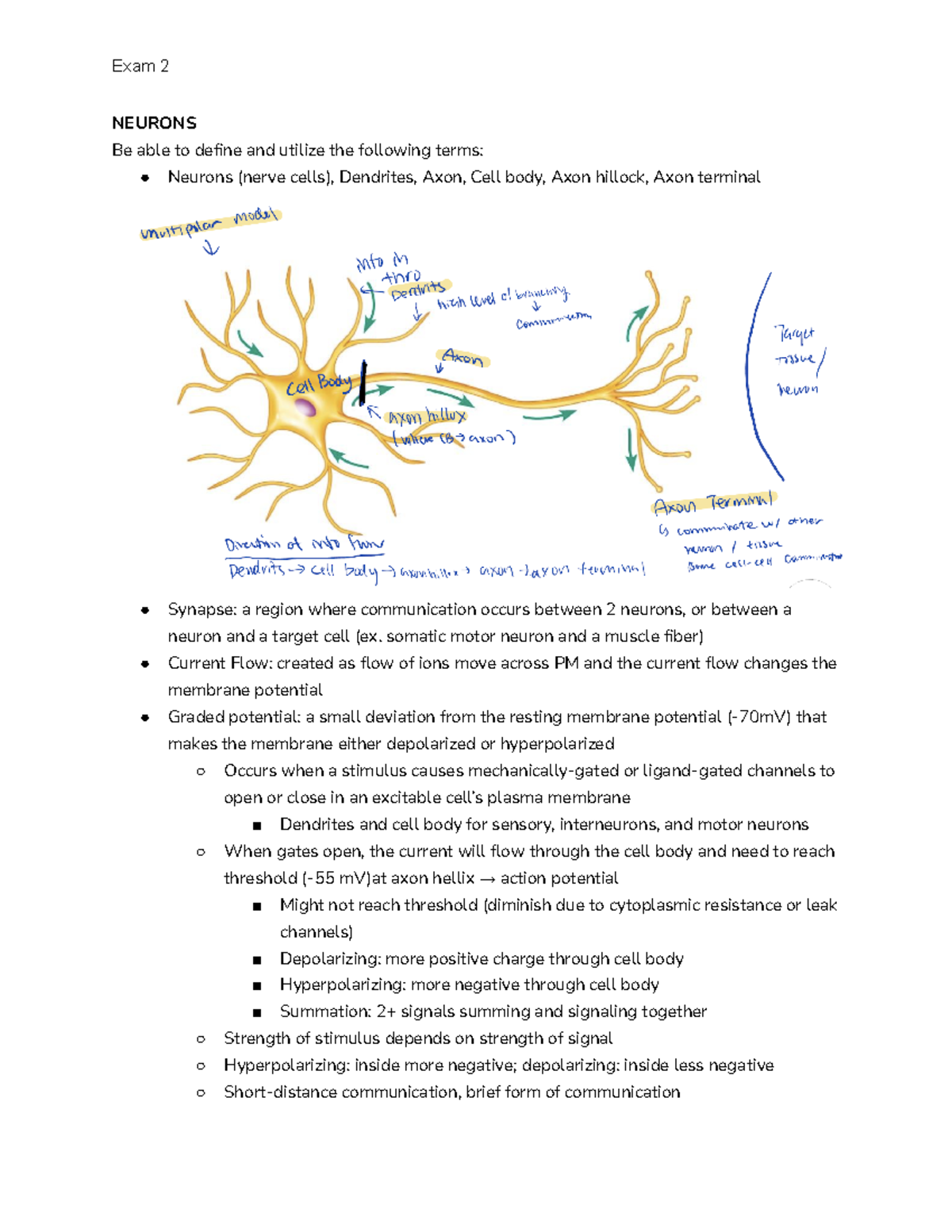 Physio Exam 2 - Exam review - NEURONS Be able to define and utilize the ...
