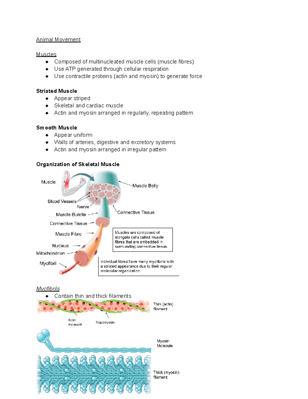 Week 4 - Animal Movement - Animal Movement Muscles Composed of ...