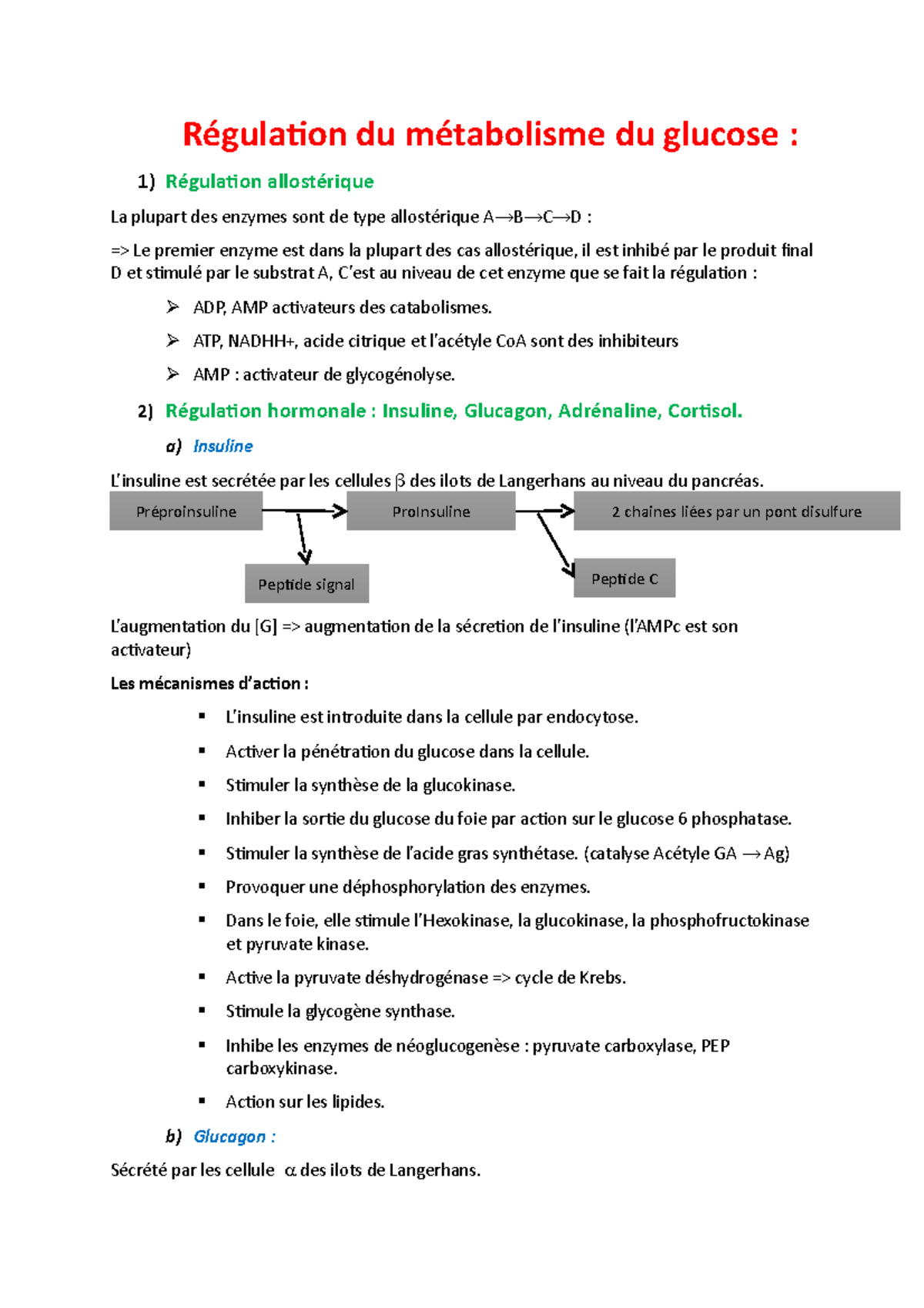 Régulation du métabolisme du glucose - Régulation du métabolisme du ...