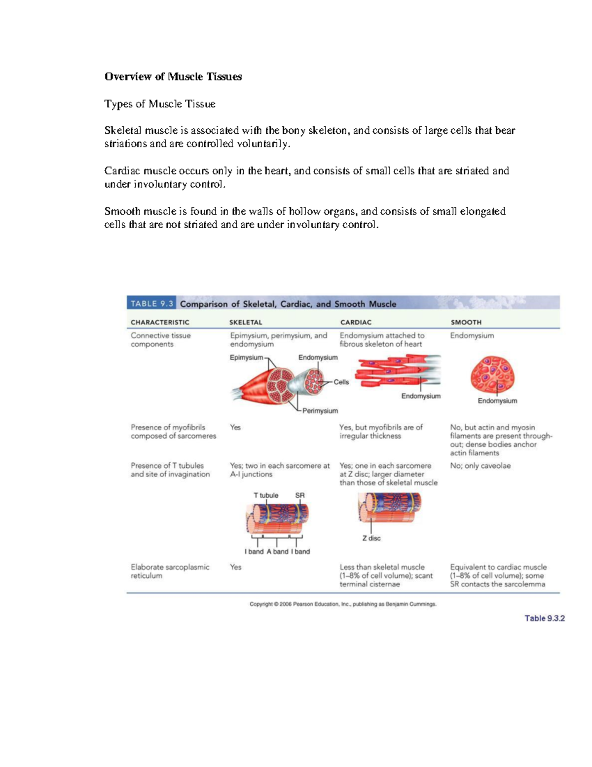 An Overview of ALL Muscle Tissues: Anatomy and Physiology - Overview of ...