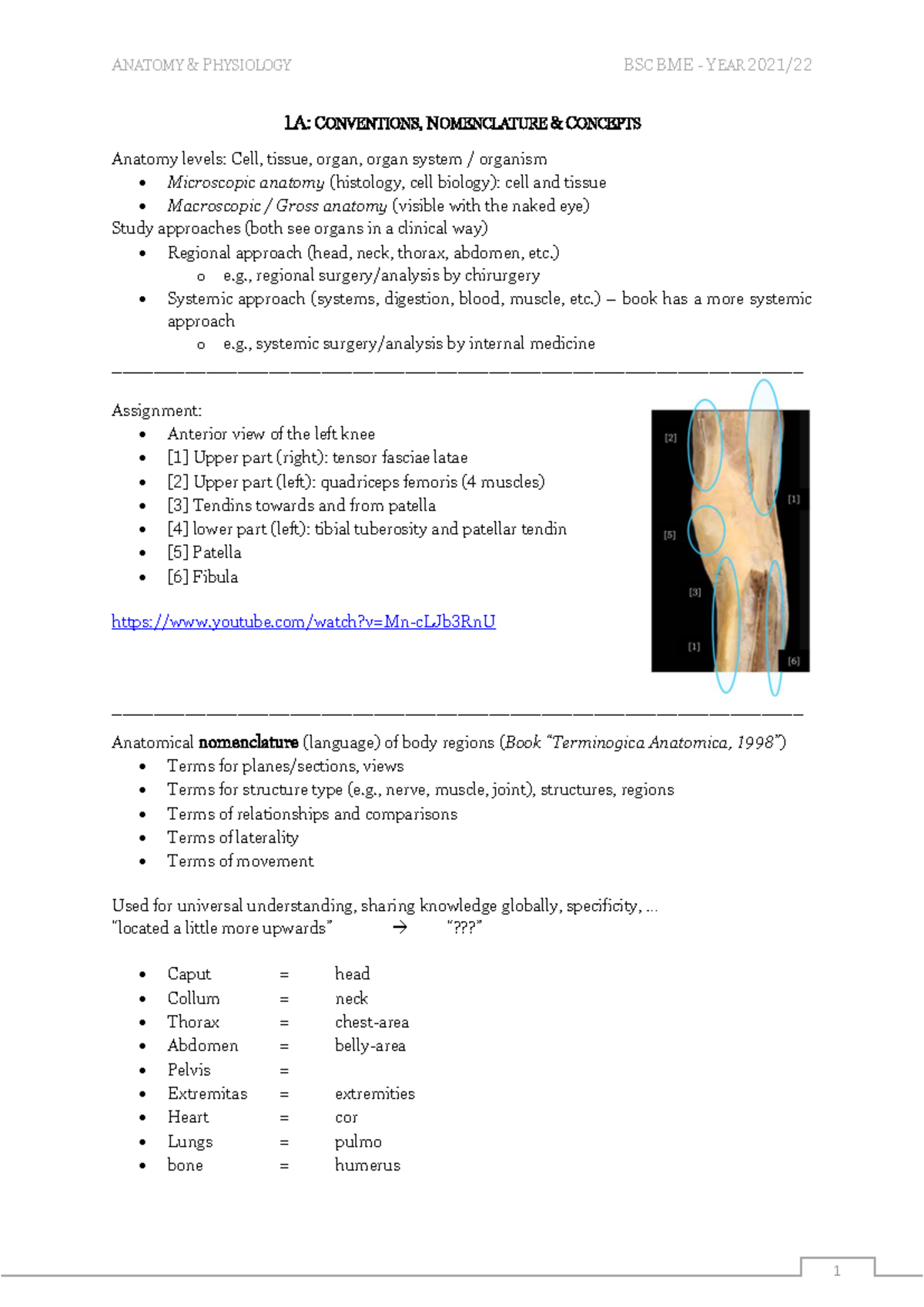 Anatomy summary final - 1A: CONVENTIONS, NOMENCLATURE & CONCEPTS ...