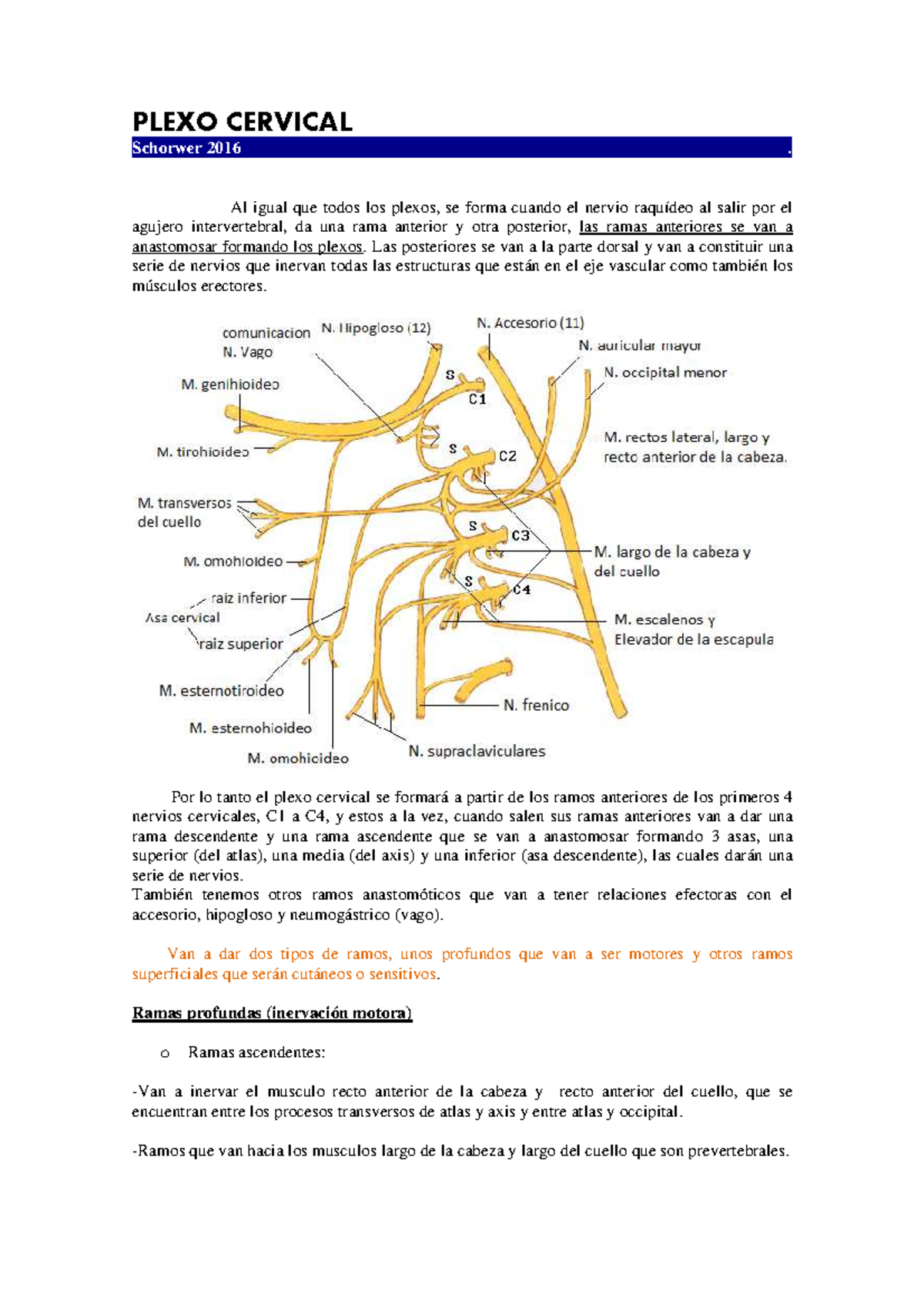 Plexo Cervical - eeee - PLEXO CERVICAL Schorwer 2016. Al igual que ...
