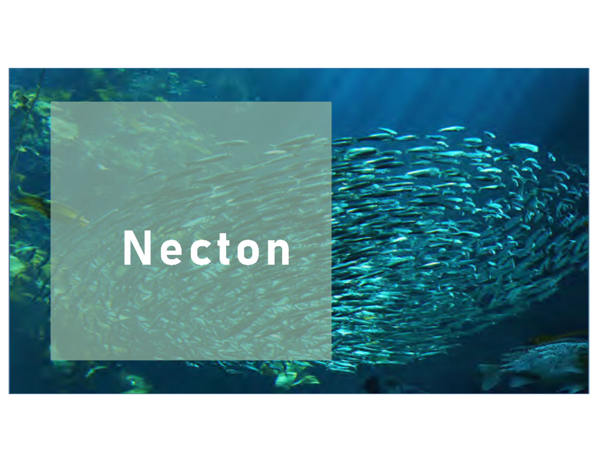 Necton - F gfd - Necton NECTON El término necton deriva de la ...