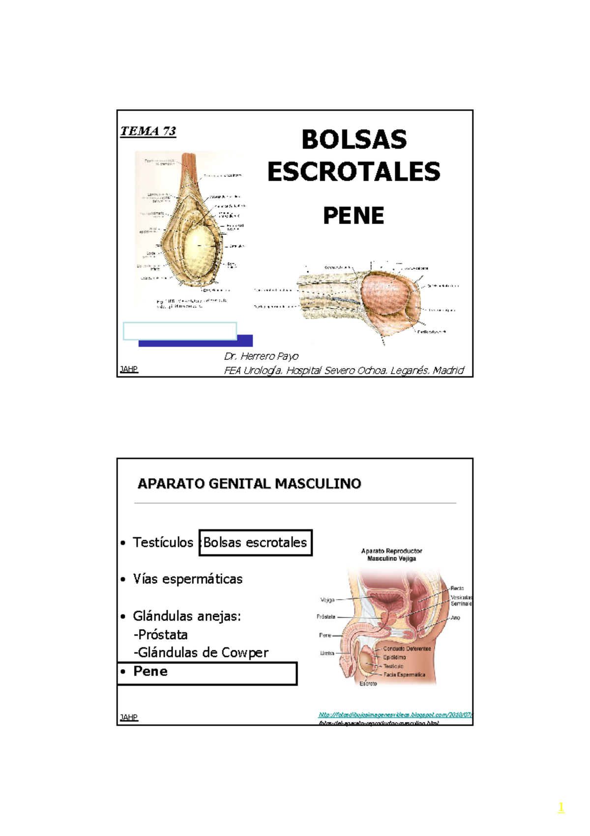 TEMA 73. Bolsas Escrotales - - Studocu