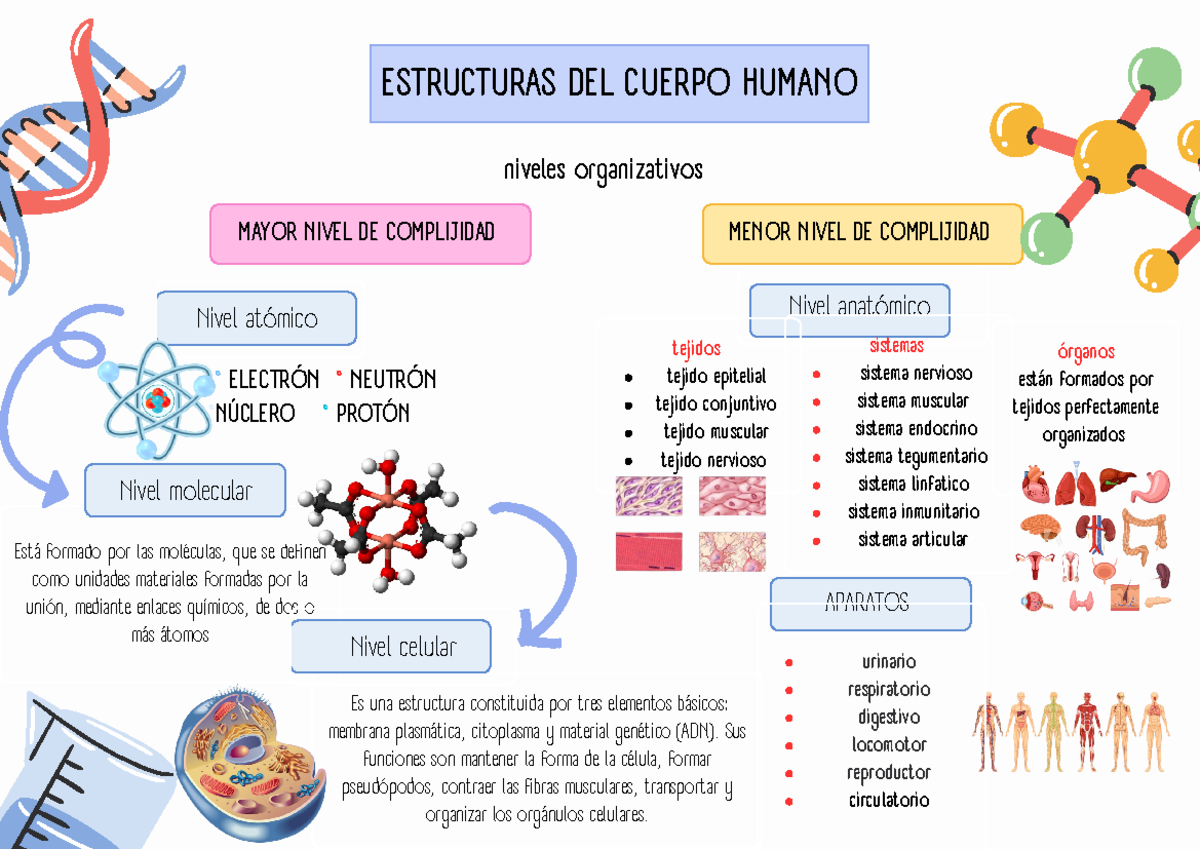 Estructuras de cuerpo humano - ESTRUCTURAS DEL CUERPO HUMANO MAYOR ...