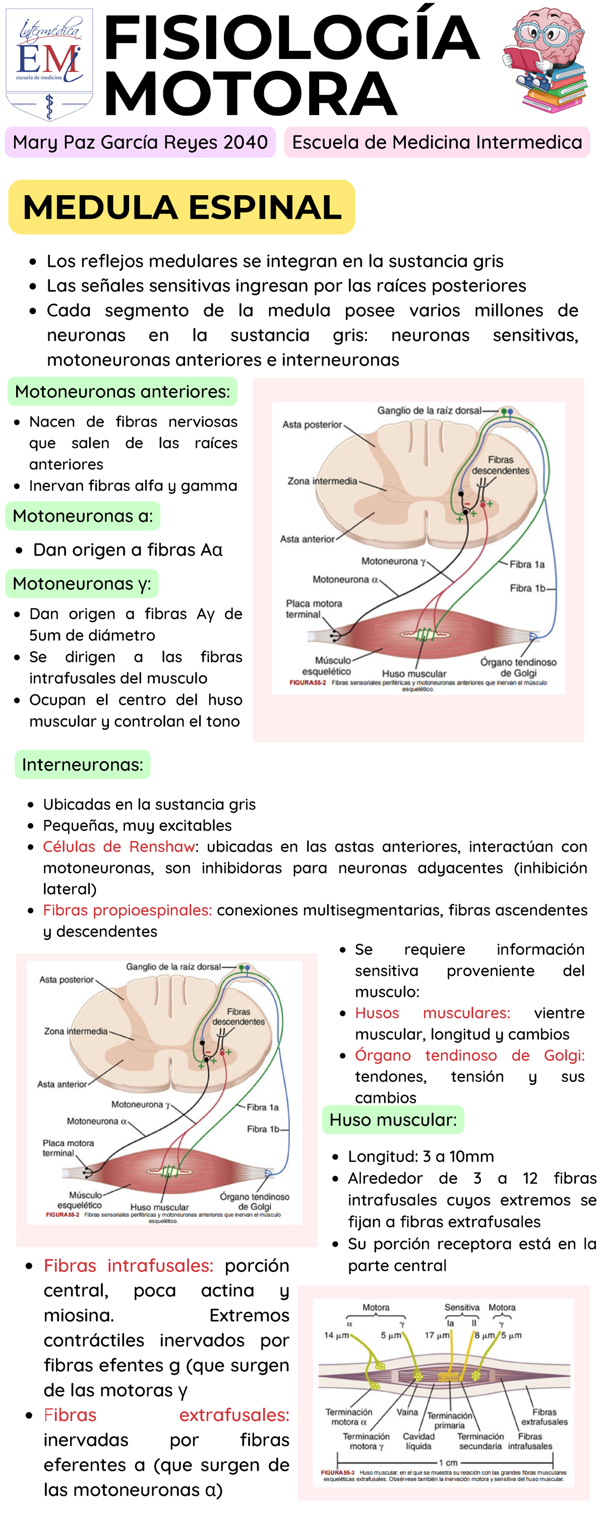¿qué es la medicina - Fisiologia, corteza motora - FISIOLOGÍA MOTORA ...