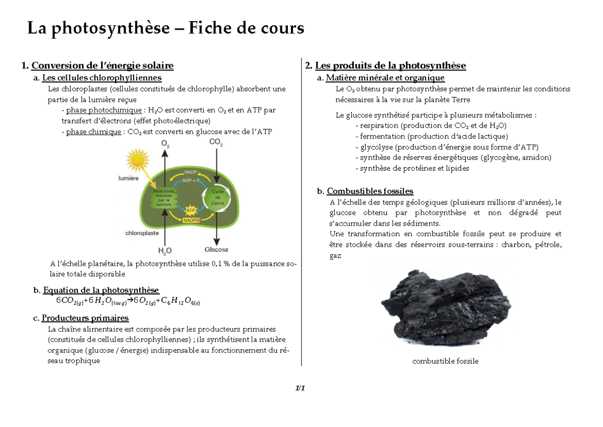 La photosynthèse fiche - La photosynthèse – Fiche de cours 1 ...
