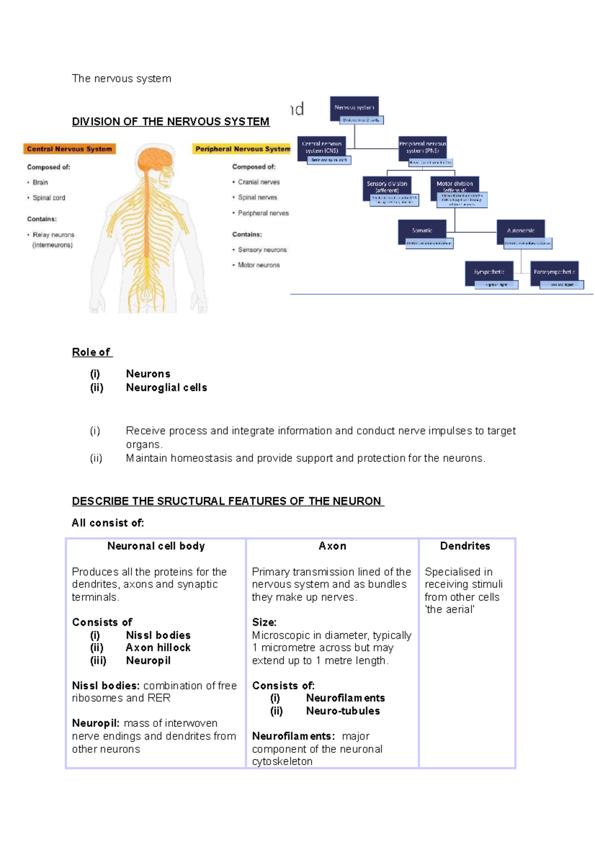 Nervous system year 1 - The nervous system DIVISION OF THE NERVOUS ...