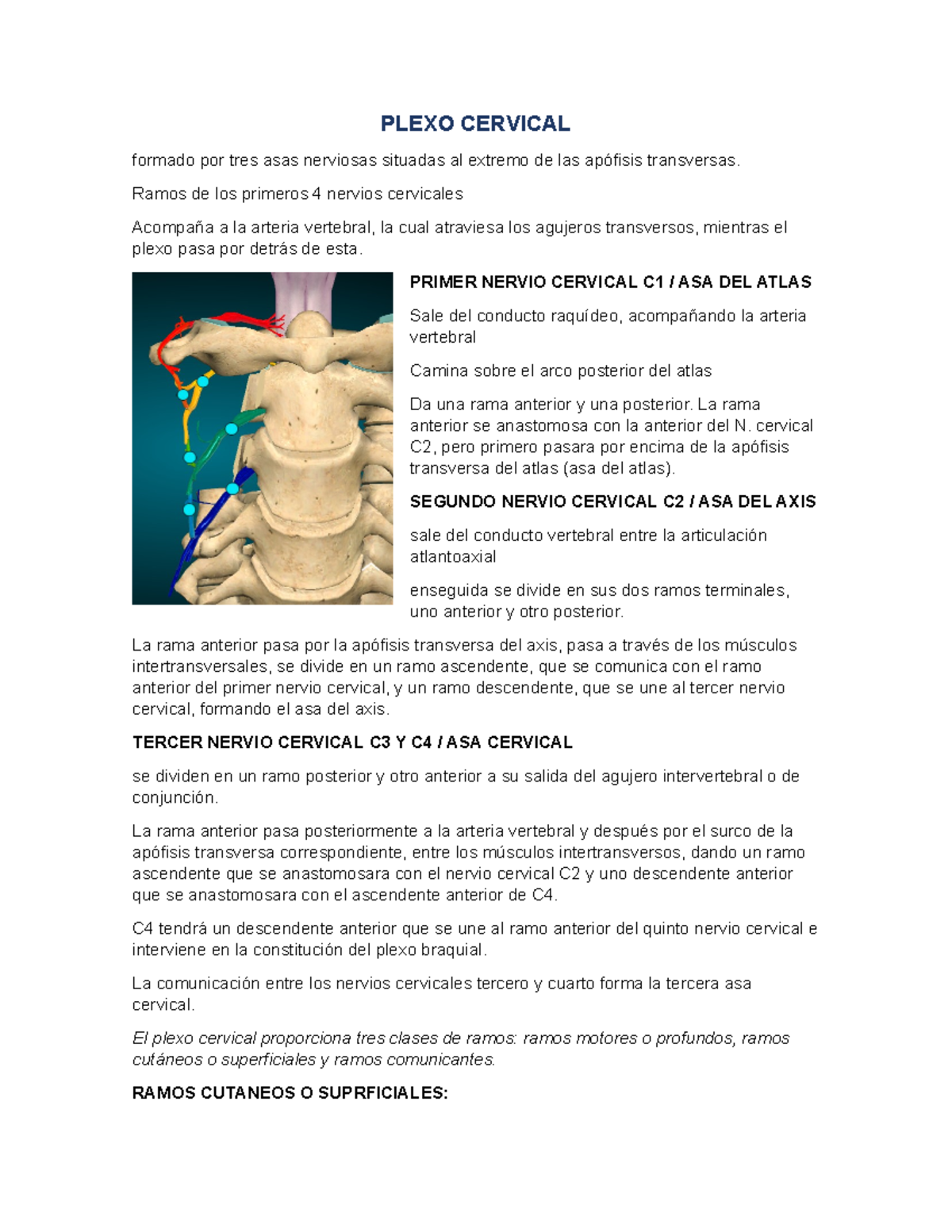 Plexo Cervical - PLEXO CERVICAL formado por tres asas nerviosas ...