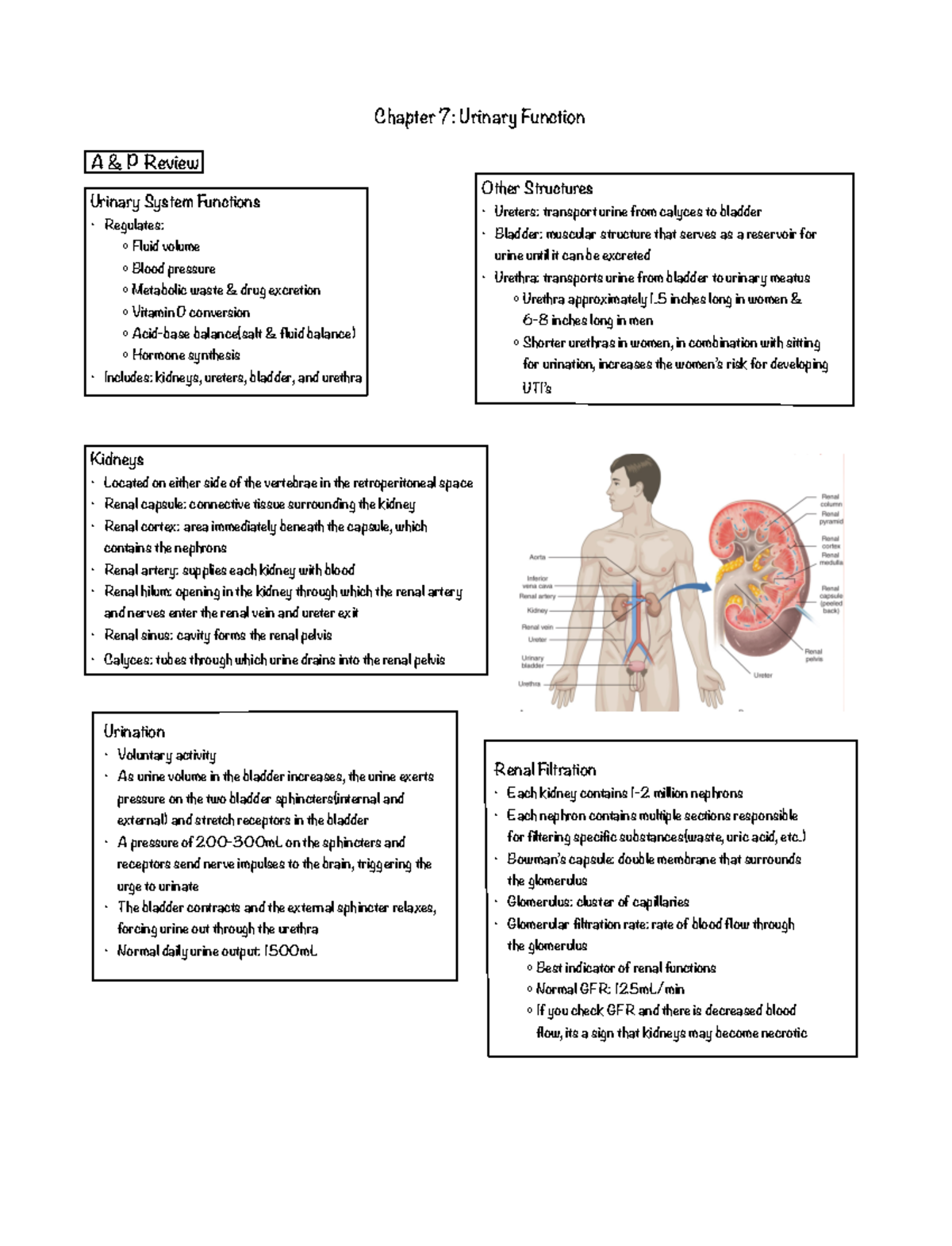 Patho Urinary System Outline - Chapter 7: Urinary Function A & P Review Urinary System Functions ...