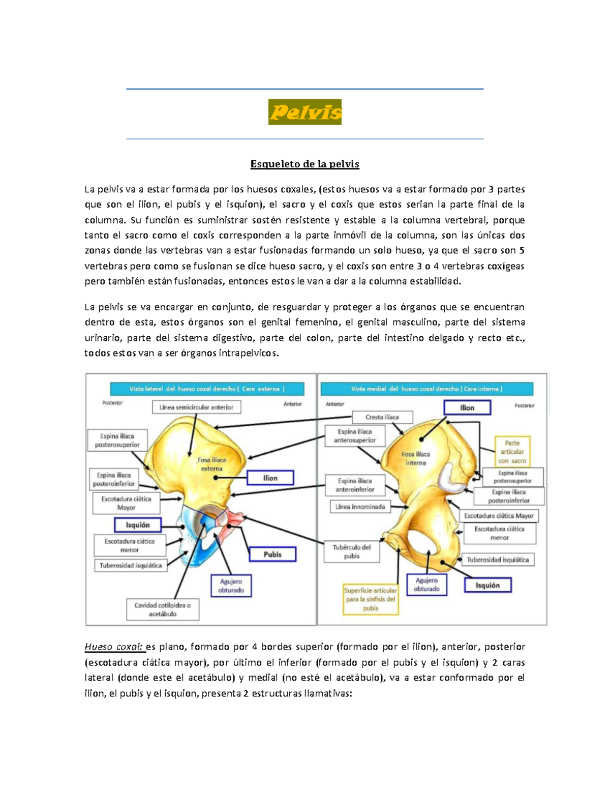 Pelvis - Resumen Anatomía - Pelvis Esqueleto de la pelvis La pelvis va a estar formada por los ...
