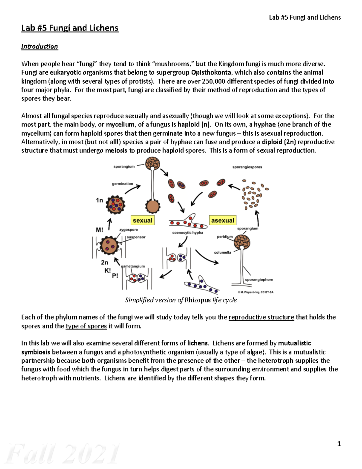 Lab #5 Fungi and Lichens - Lab #5 Fungi and Lichens Introduction When people hear “fungi” they ...