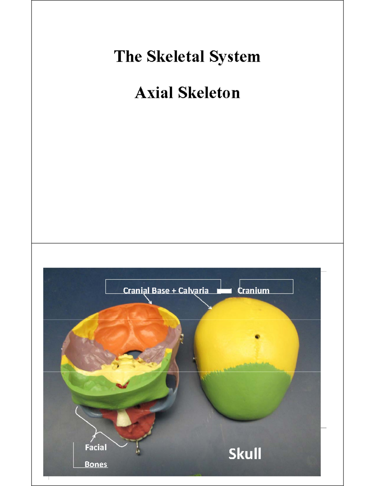 Axial Skeleton Slides - The Skeletal System Axial Skeleton Cranial Base ...