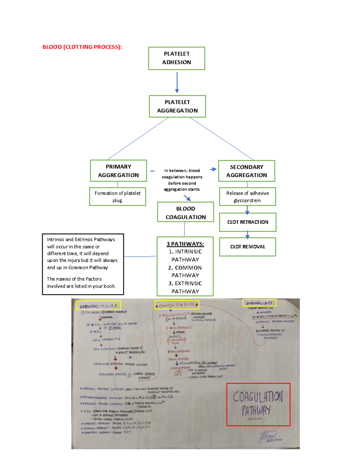 Additional- Blood- Notes - Intrinsic and Extrinsic Pathways will occur ...