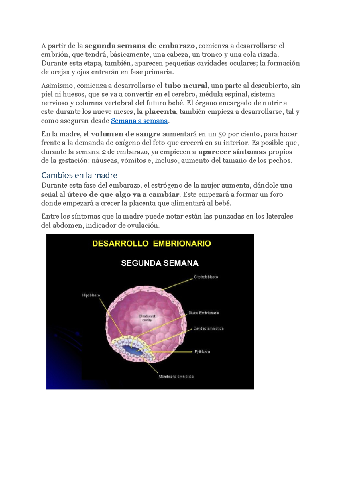Desarrollo embrionario de 2 semanas de gestacion para mejor ...