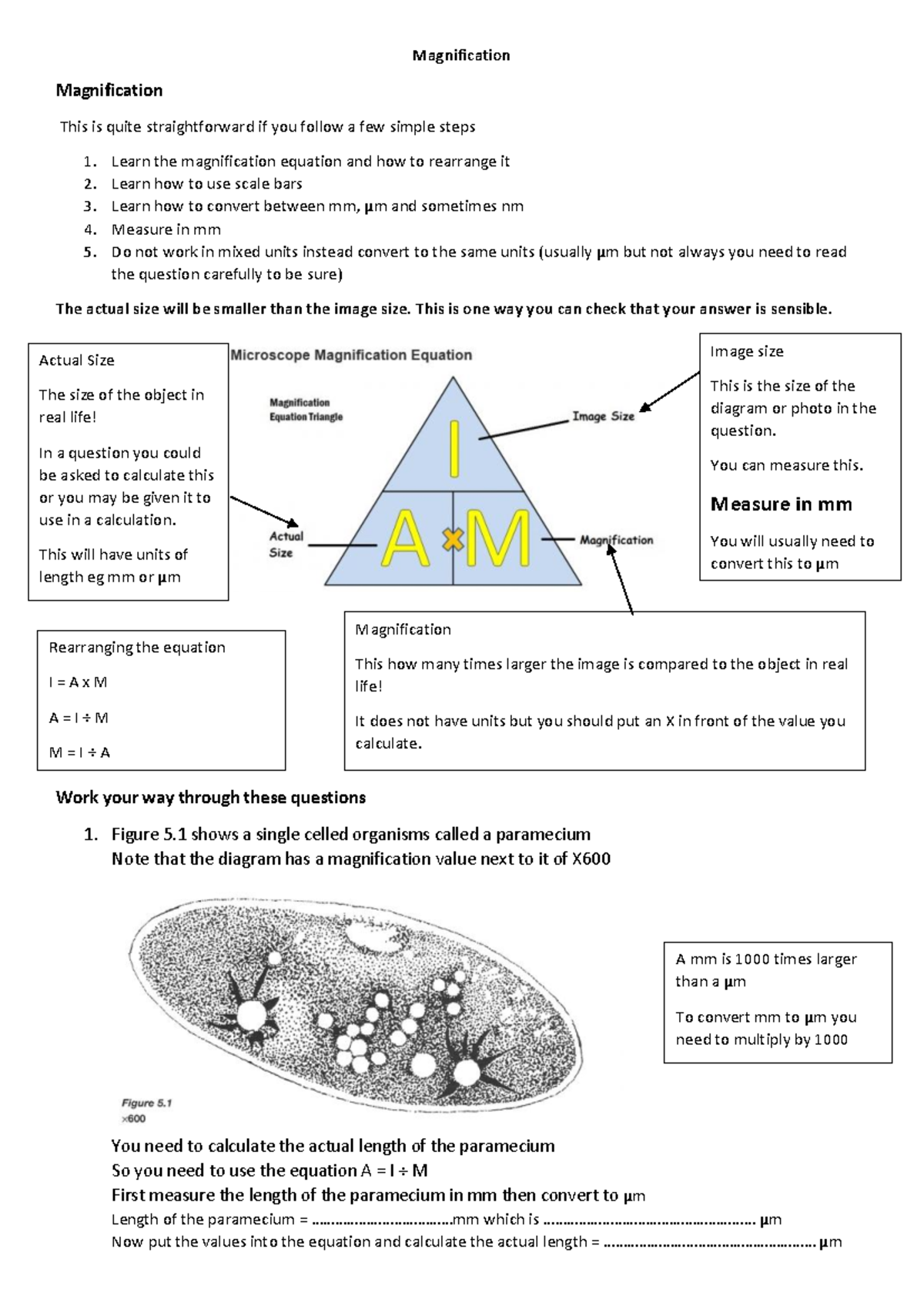 Magnification-worksheet - Magnification Magnification This is quite ...