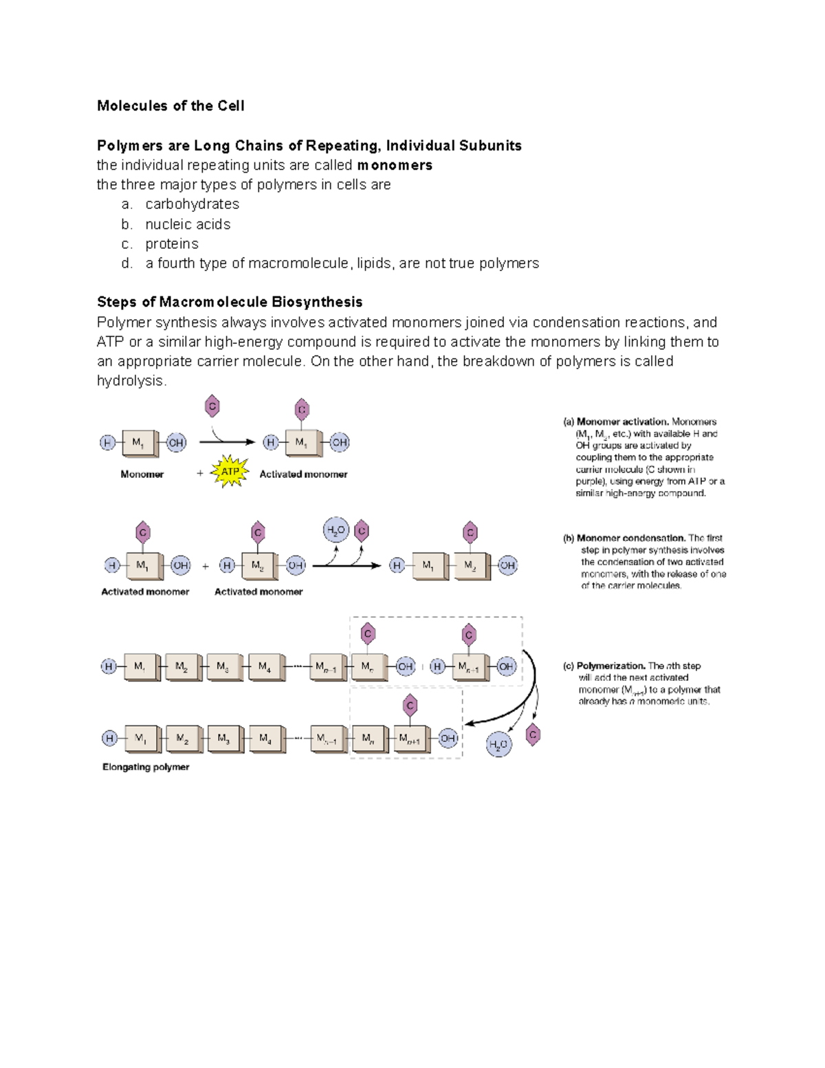 Molecules of the Cell - Molecules of the Cell Polymers are Long Chains ...