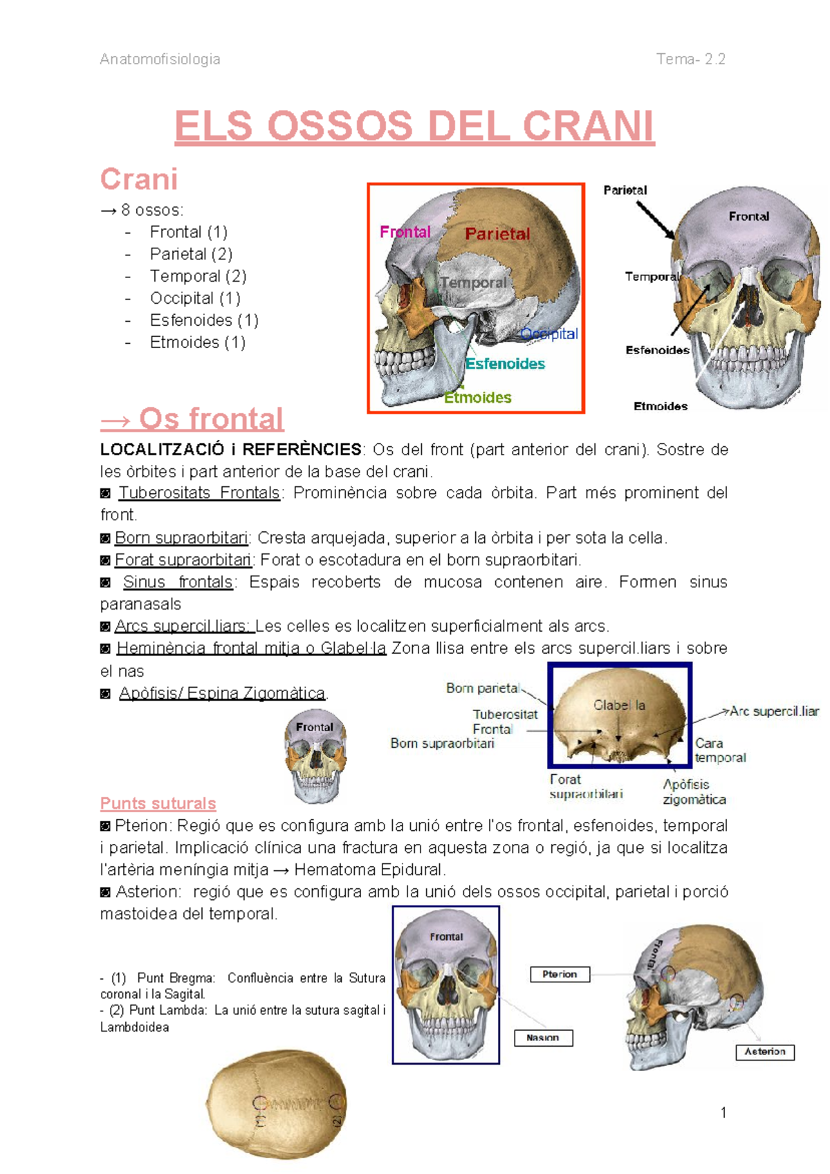 Els ossos del crani - Professor: Bernat - ELS OSSOS DEL CRANI Crani → 8 ...