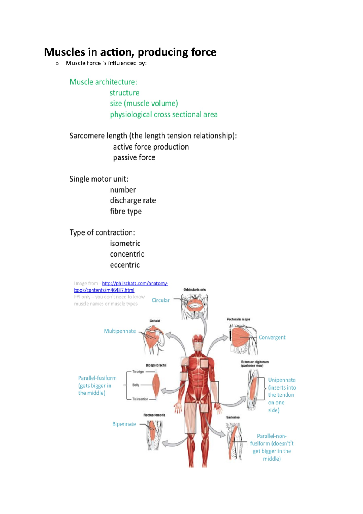 Muscles in action - Studocu