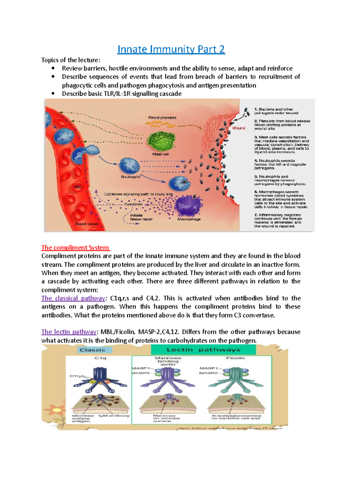3 Innate Immunity Part 2 - The compliment proteins are produced by the ...