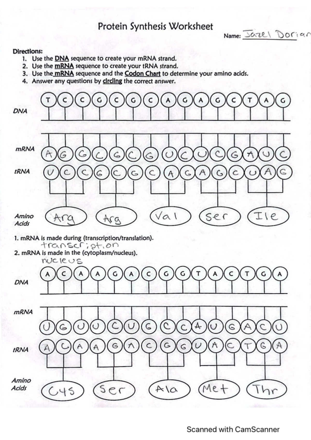 Protein synthesis worksheet - BSC 2010 - Studocu